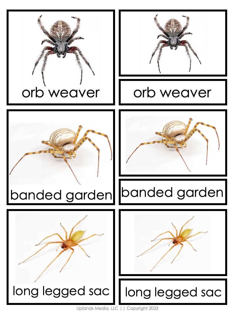 [3 Part Cards] Types of Spiders | Printables by Carrots Are Orange