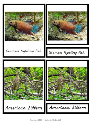 [Geography] 3 Part Cards - Animal Habitats - Animals of the Wetlands ...