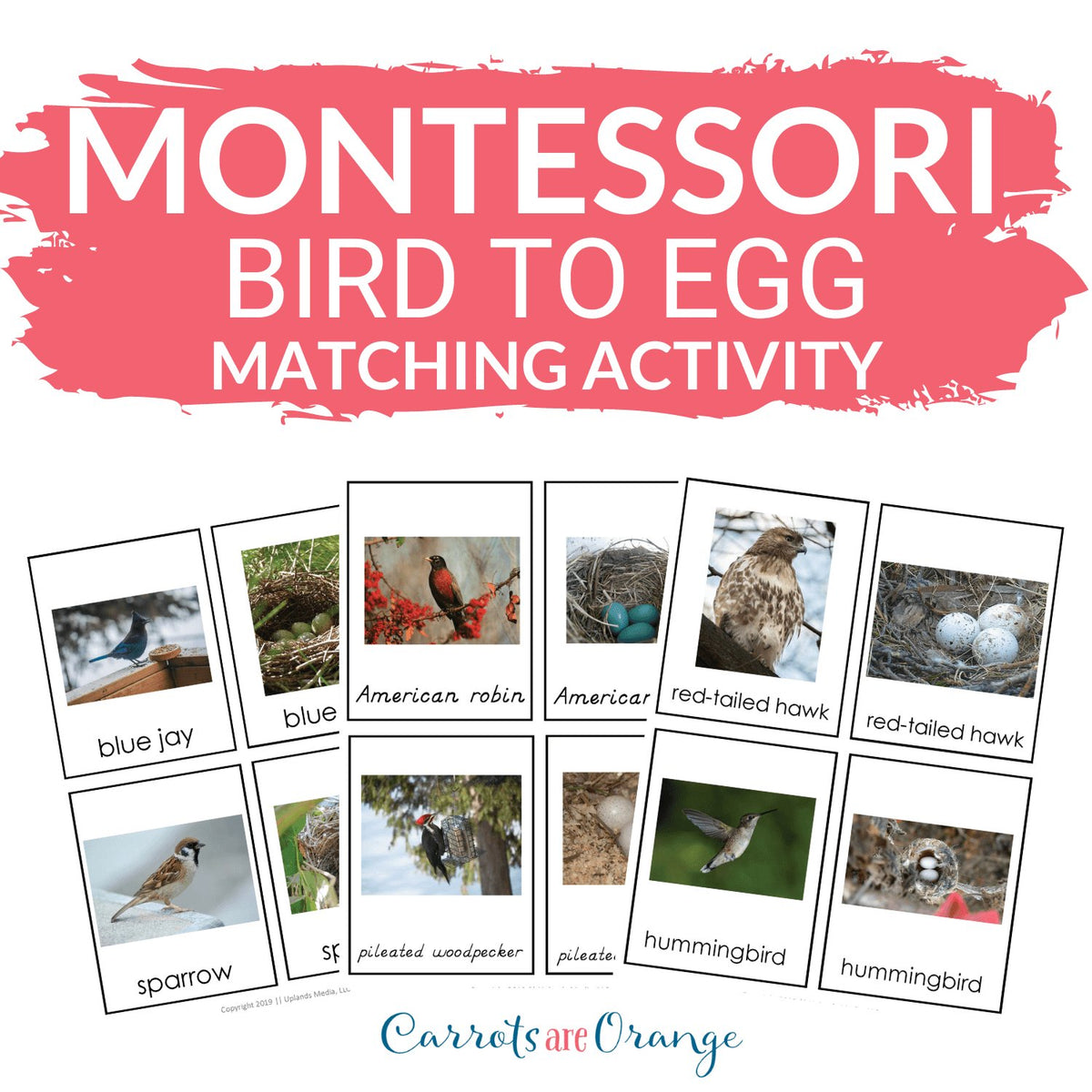 [Life Science] Bird to Egg Matching Activity | Printables by Carrots ...