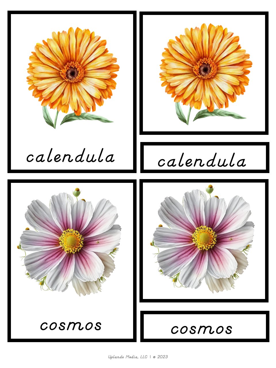[3 Part Cards] Types of Flowers | Printables by Carrots Are Orange