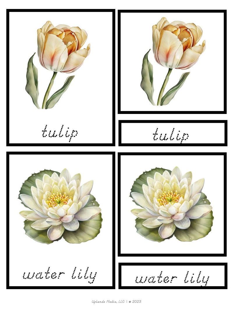 [3 Part Cards] Types of Flowers | Printables by Carrots Are Orange