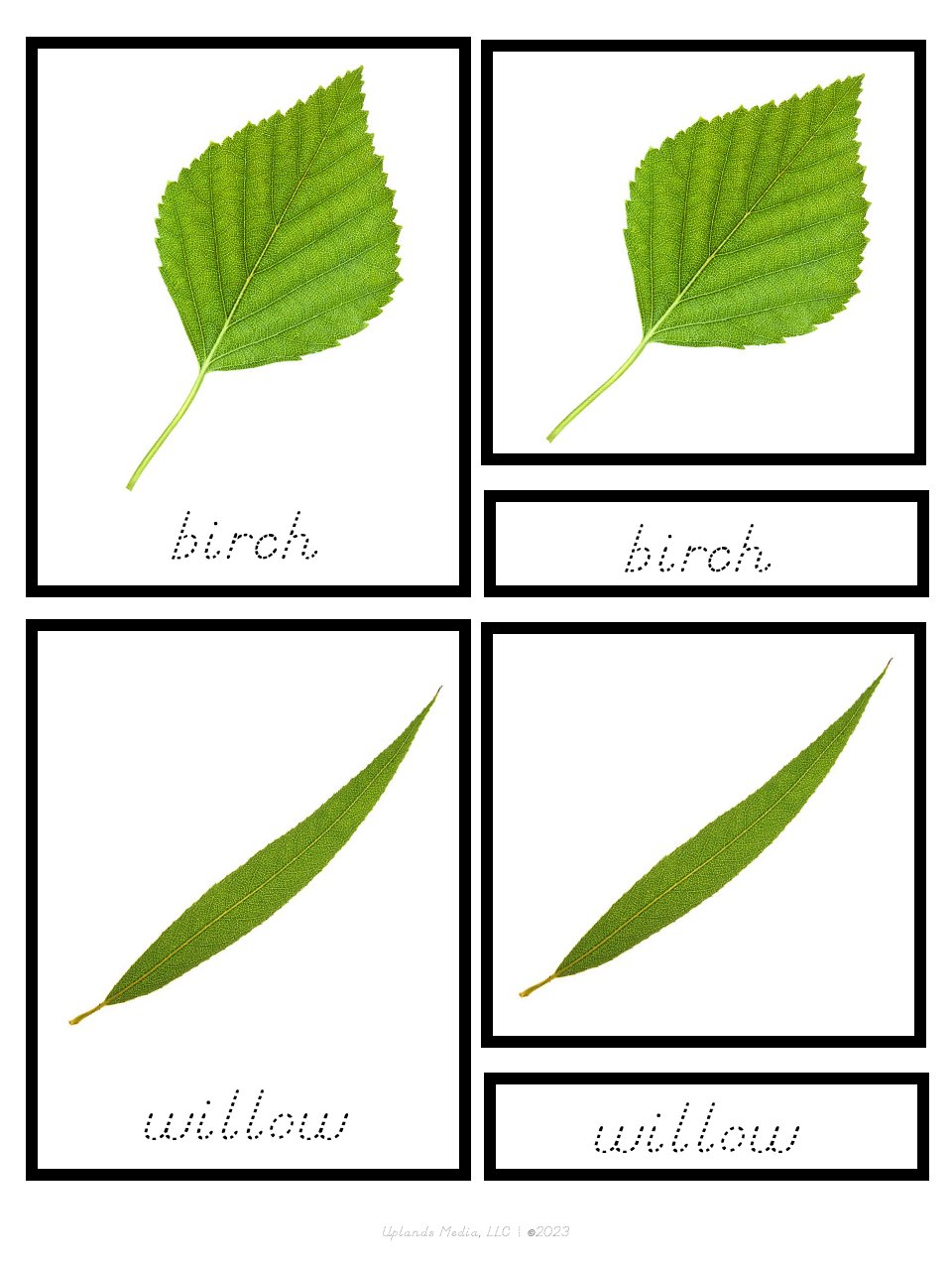 [3 Part Cards] Types of Leaves | Printables by Carrots Are Orange