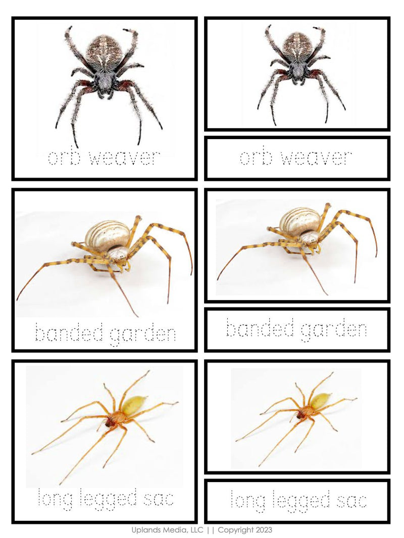 [3 Part Cards] Types of Spiders | Printables by Carrots Are Orange