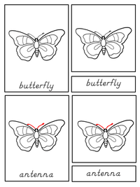 [Activities Pack] Butterfly Theme | Printables by Carrots Are Orange