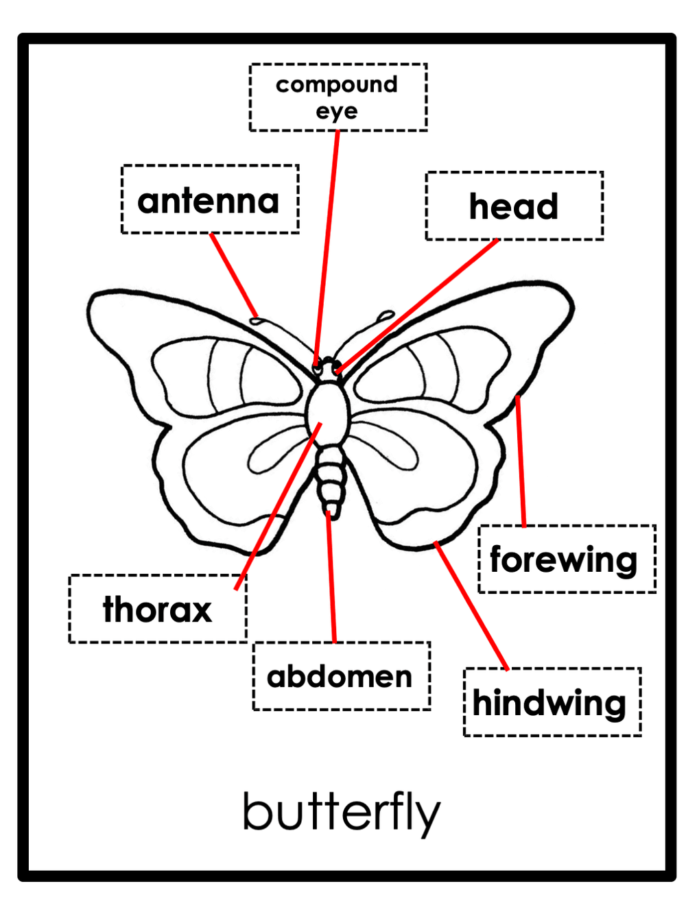 [Activities Pack] Butterfly Theme | Printables by Carrots Are Orange
