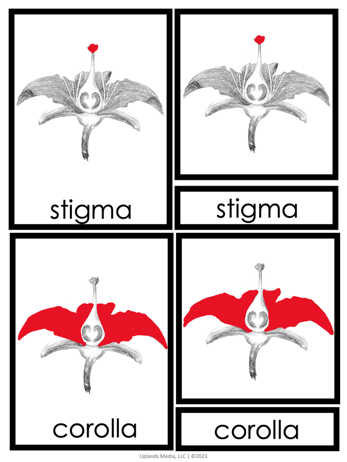 [Activities Pack] Flower Theme | Printables by Carrots Are Orange