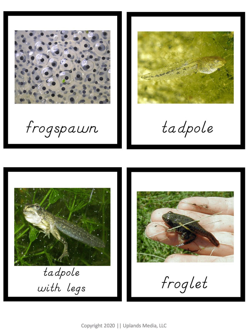 [Activities Pack] Frog Themed | Printables by Carrots Are Orange