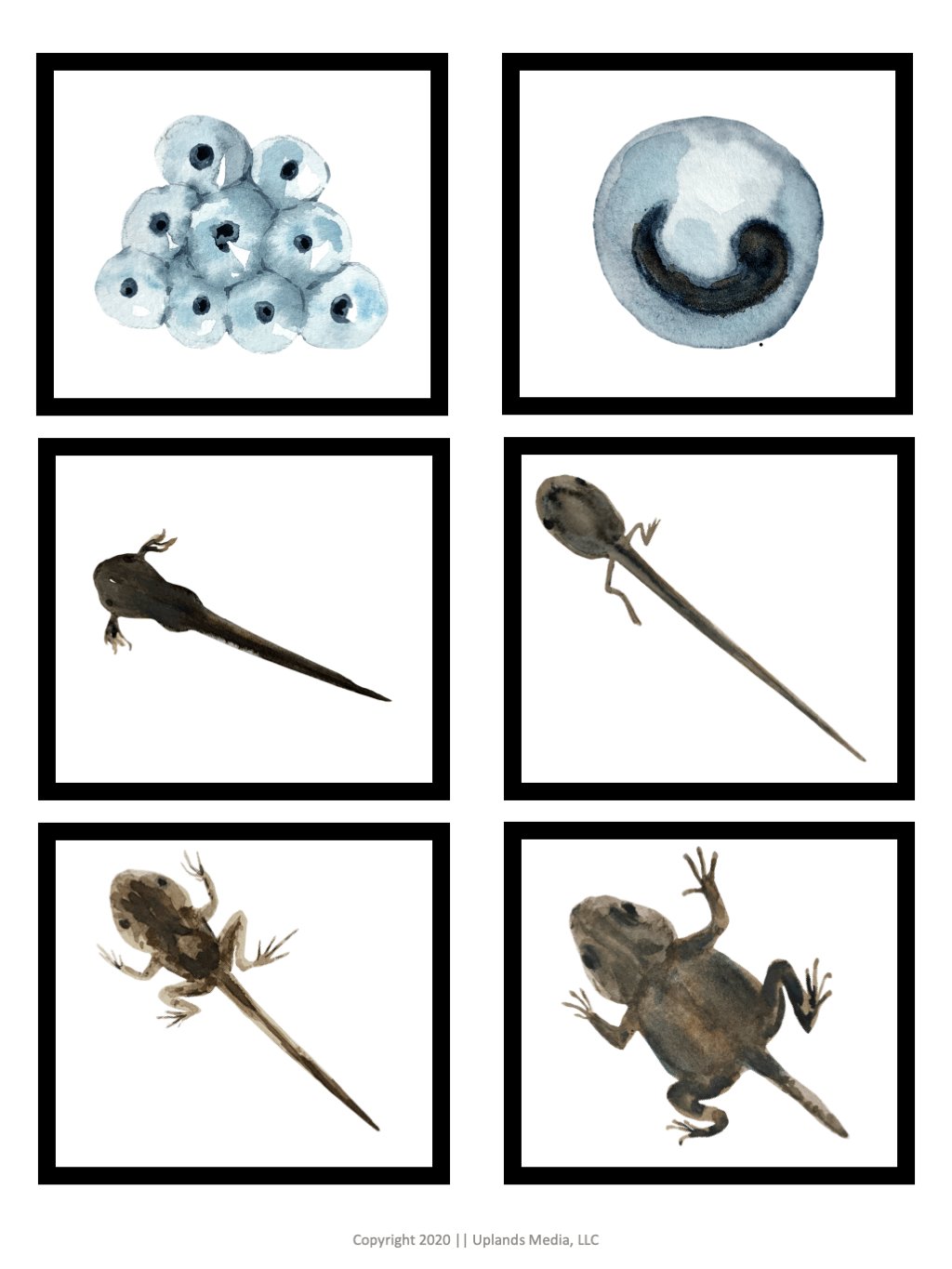 [Activities Pack] Frog Themed | Printables by Carrots Are Orange