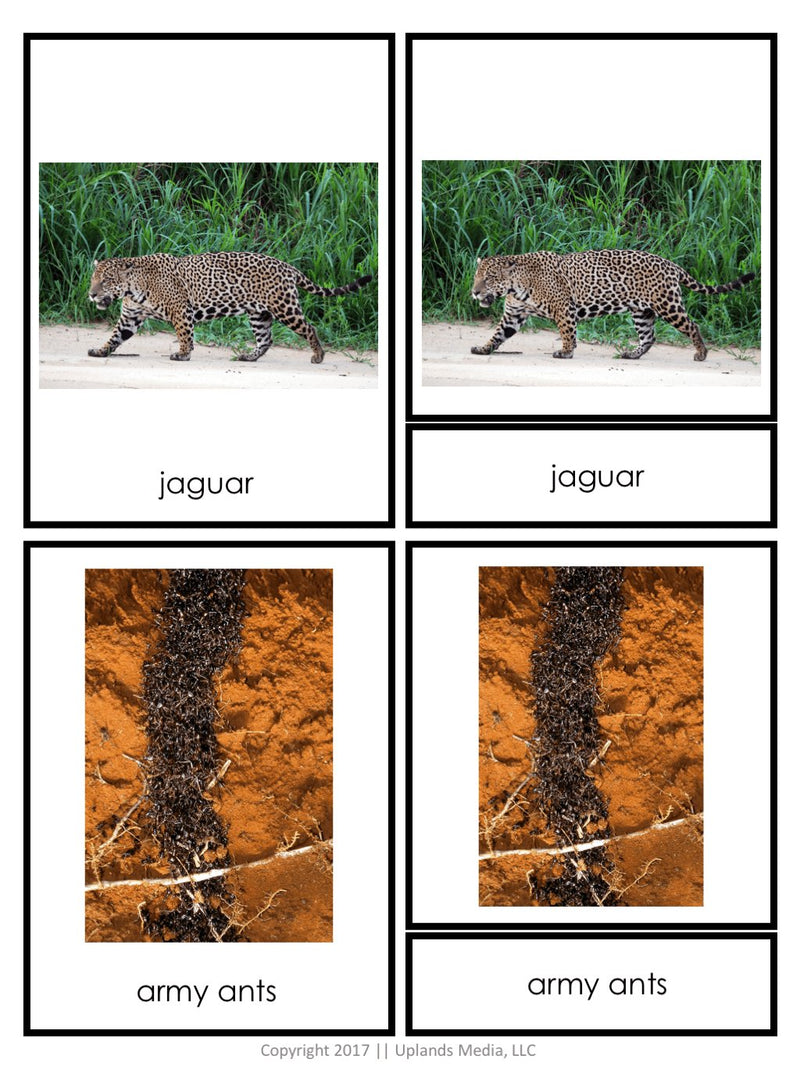 [Geography] 3 Part Cards - Animal Habitats - Animals of the Rainforest ...