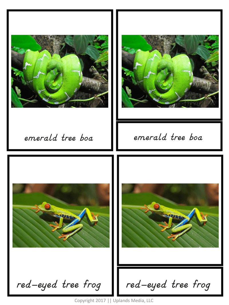 [Geography] 3 Part Cards - Animal Habitats - Animals of the Rainforest ...