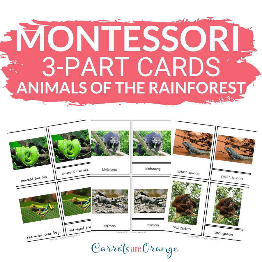 [Geography] 3 Part Cards - Animal Habitats - Animals of the Rainforest ...