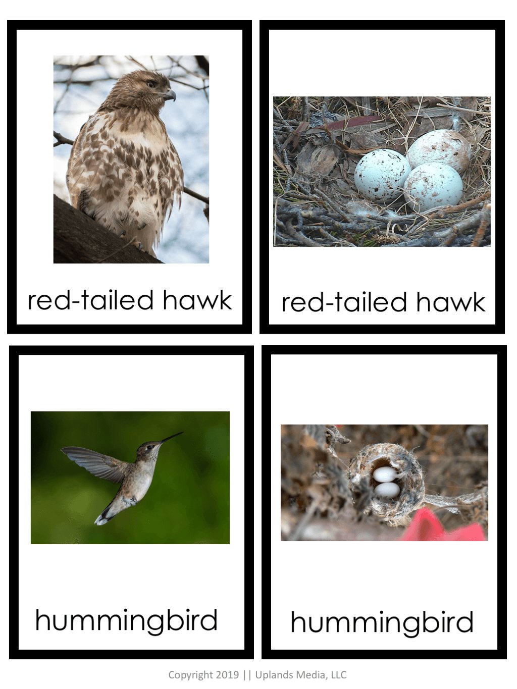 [Life Science] Bird to Egg Matching Activity | Printables by Carrots ...