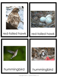 [Life Science] Bird to Egg Matching Activity | Printables by Carrots ...