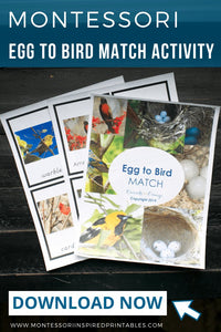 [Life Science] Bird to Egg Matching Activity | Printables by Carrots ...