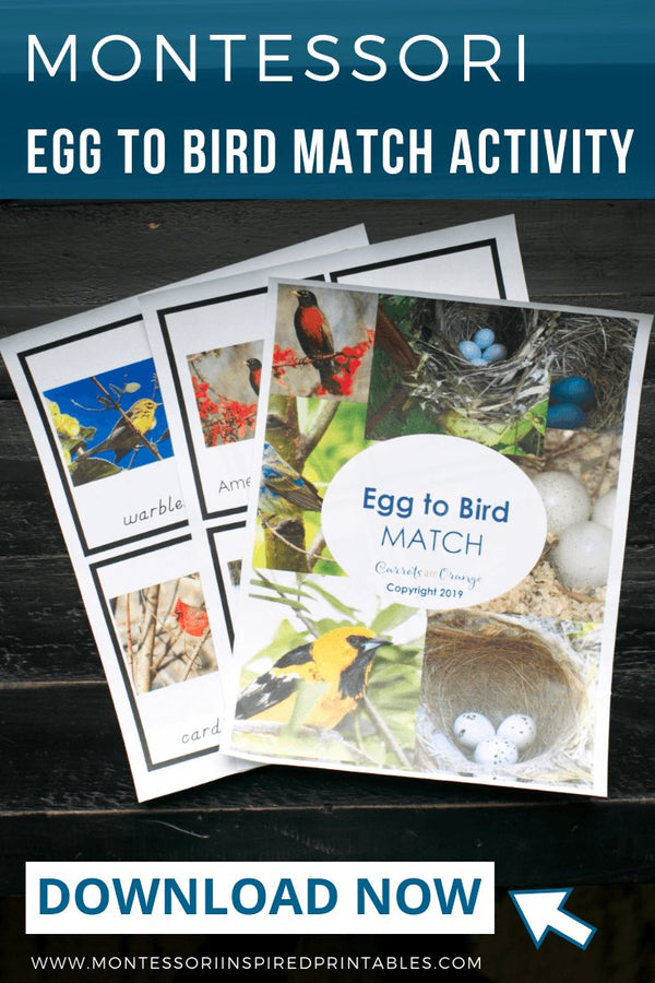 [Life Science] Bird to Egg Matching Activity | Printables by Carrots ...