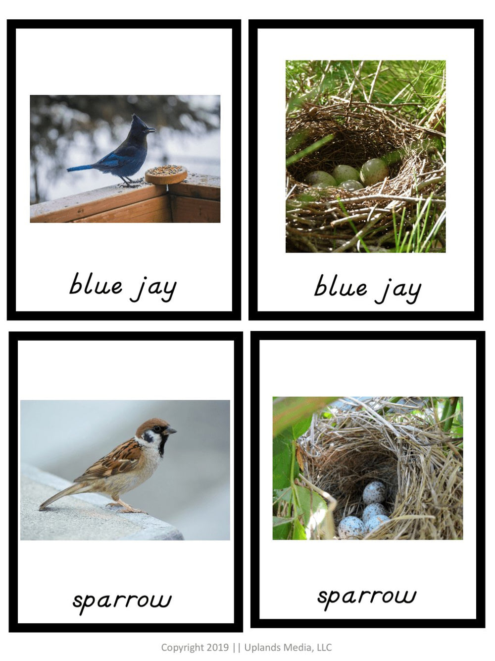 [Life Science] Bird to Egg Matching Activity | Printables by Carrots ...