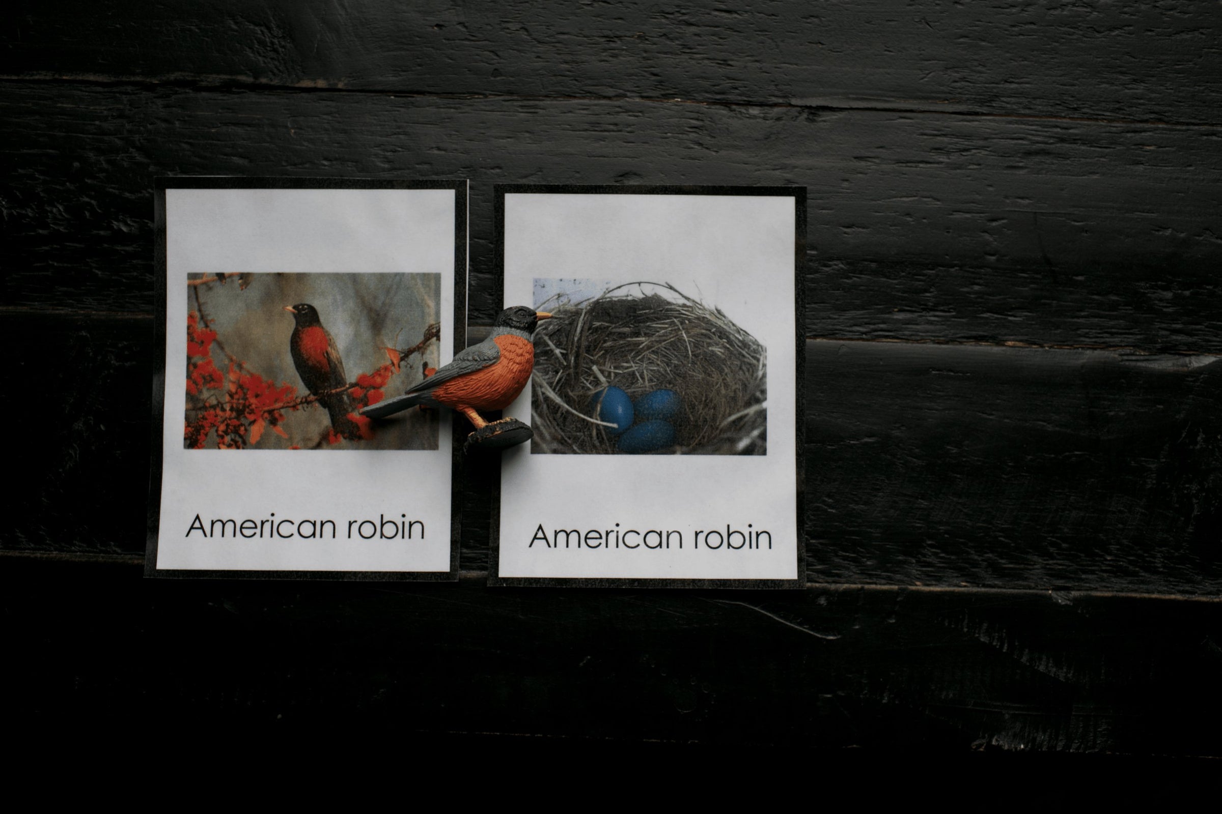 [Life Science] Bird to Egg Matching Activity | Printables by Carrots ...